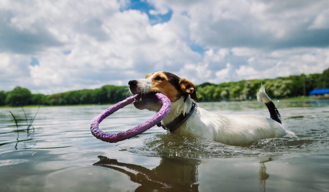 280+ Water Dog Names - Paddle Zen
