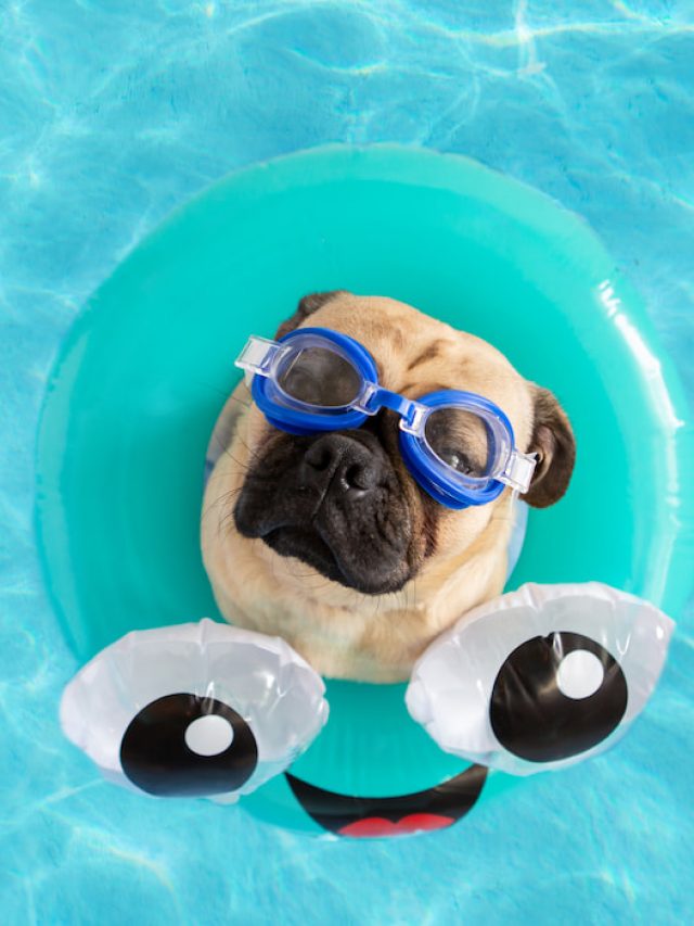 280 Water Dog Names Paddle Zen